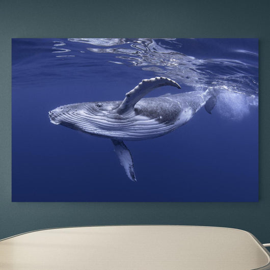 Office Poster - Baby-Buckelwal-Kalb im blauen Wasser - Rueckwand24